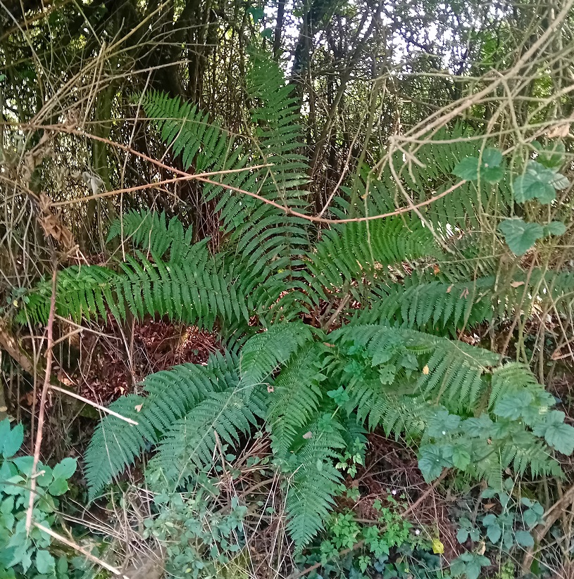 PLATS DU JOUR DE LA #SEMAINE39 DU 25 au 29 septembre 2023 | Foody Bread